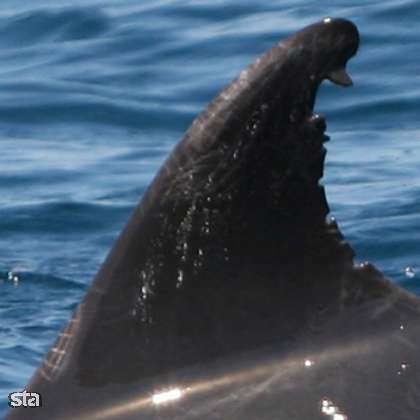 Z novim modelom umetne inteligence do boljšega raziskovanja kitov in ...